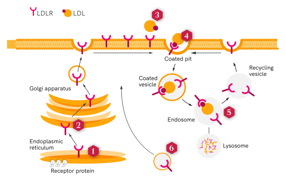 Pathogenesis - Homozygous Familial Hypercholesterolemia